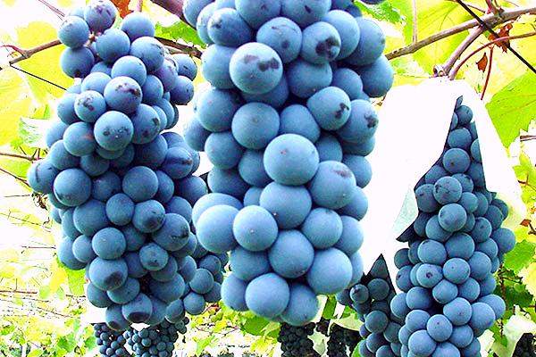 [Limited-time Mt. Fuji and Lake Kawaguchi Fall Foliage Festival ...